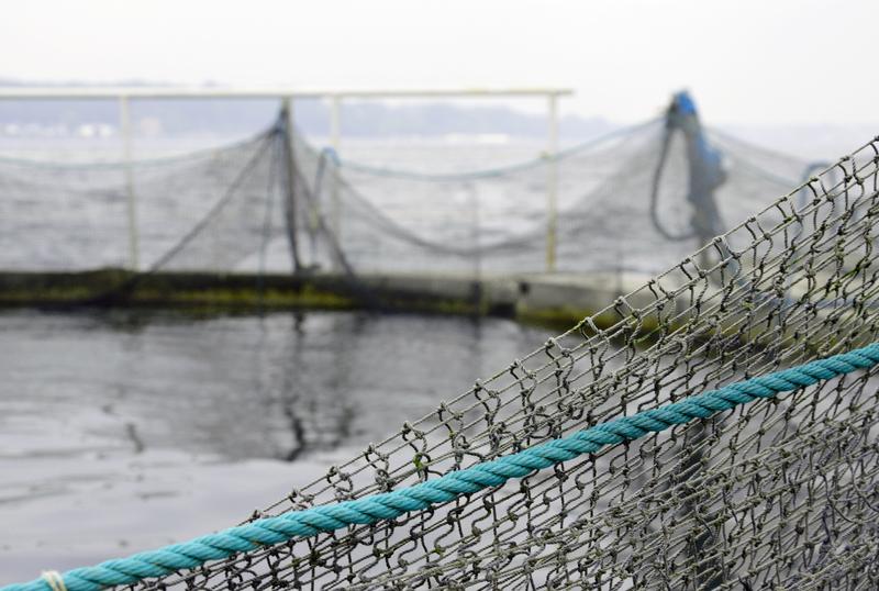 Umweltfreundliche Netze für die Fischzucht | dielinde.online