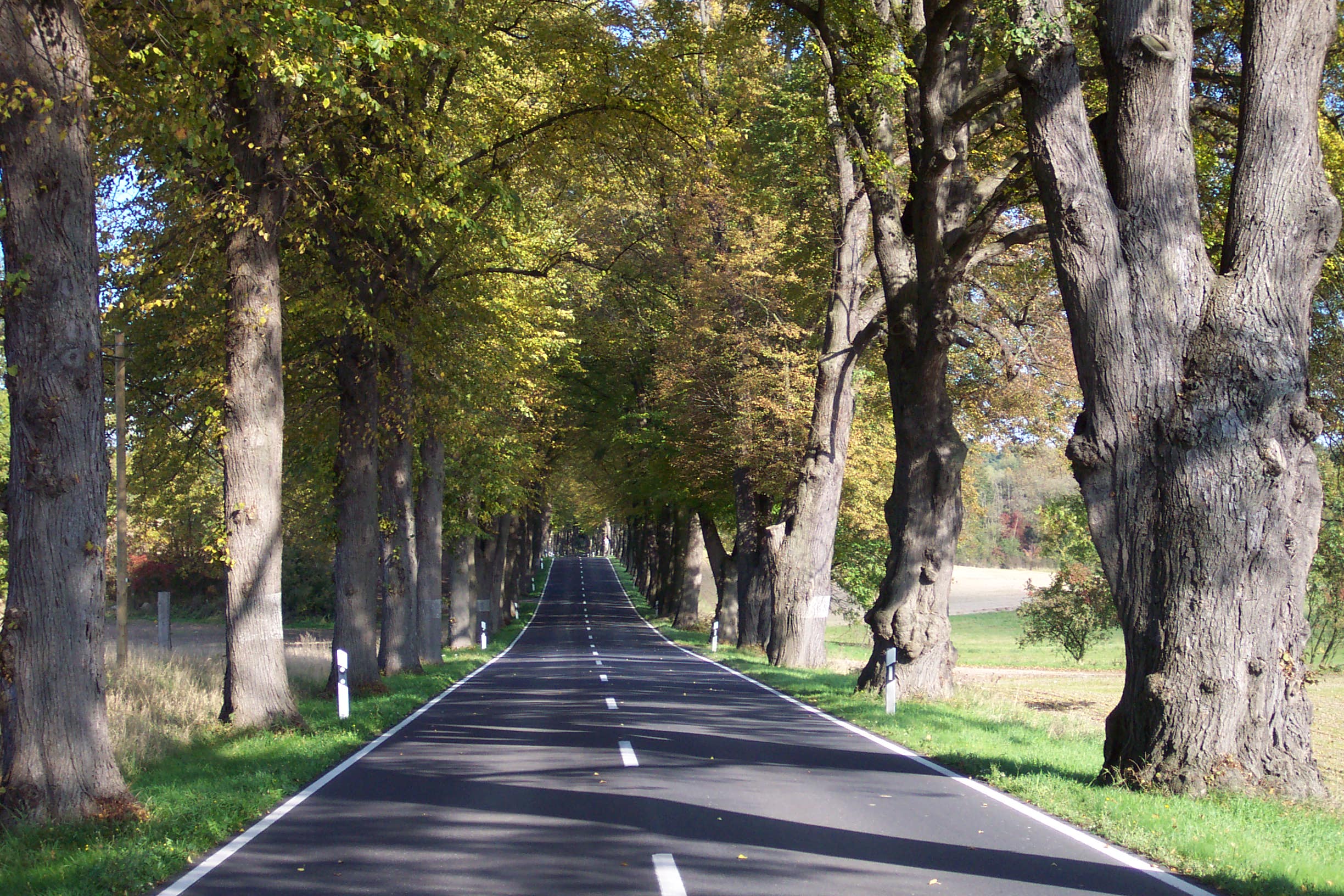 Zur Bedeutung der Alleen in Deutschland | dielinde.online